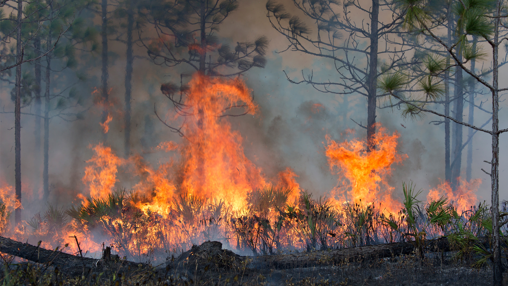 Let Florida burn: Prescribed burns reduce fuel for wildfires while mimicking their ecological ...