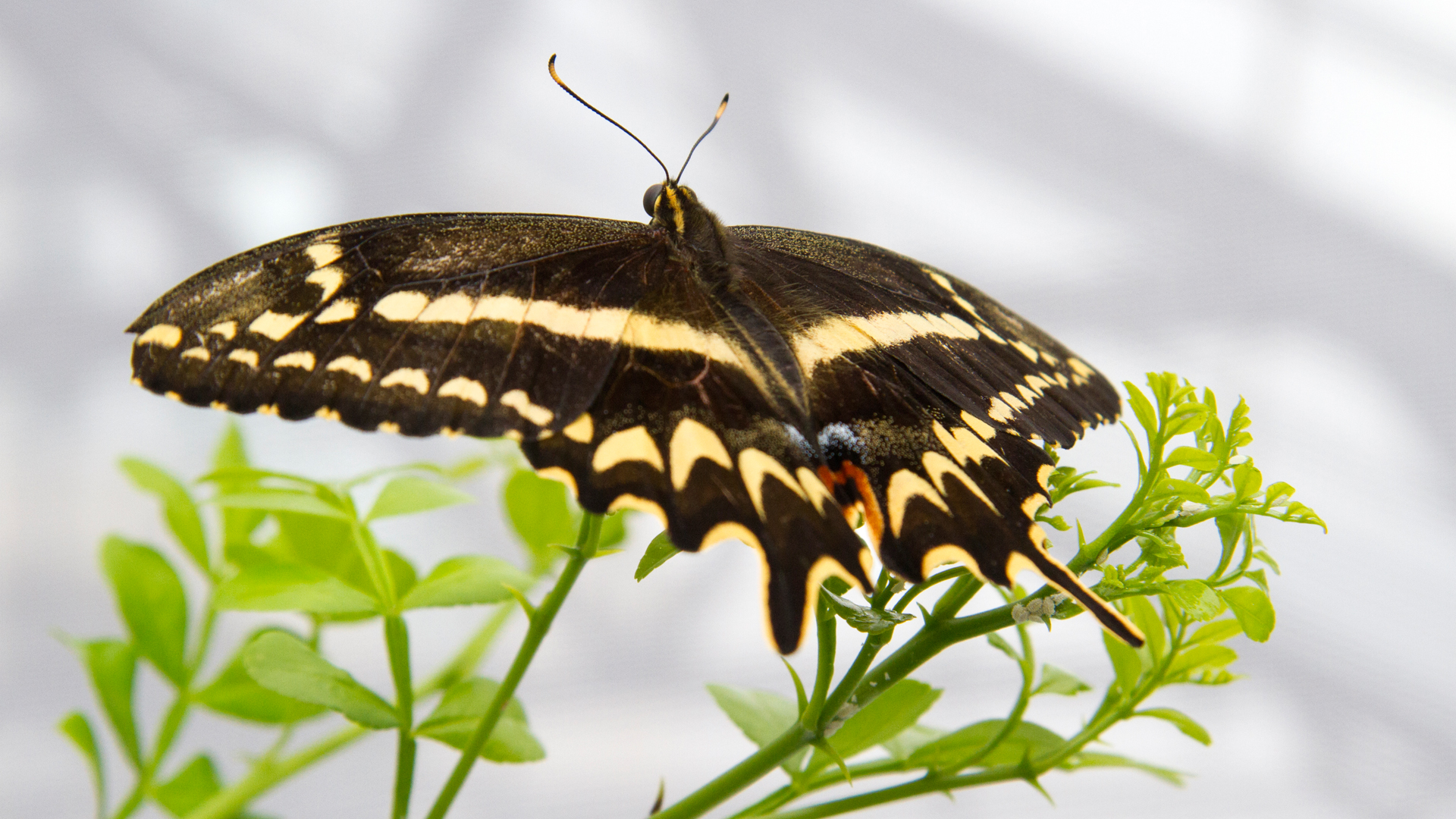 Decades-long study shows this endangered butterfly benefits from ...