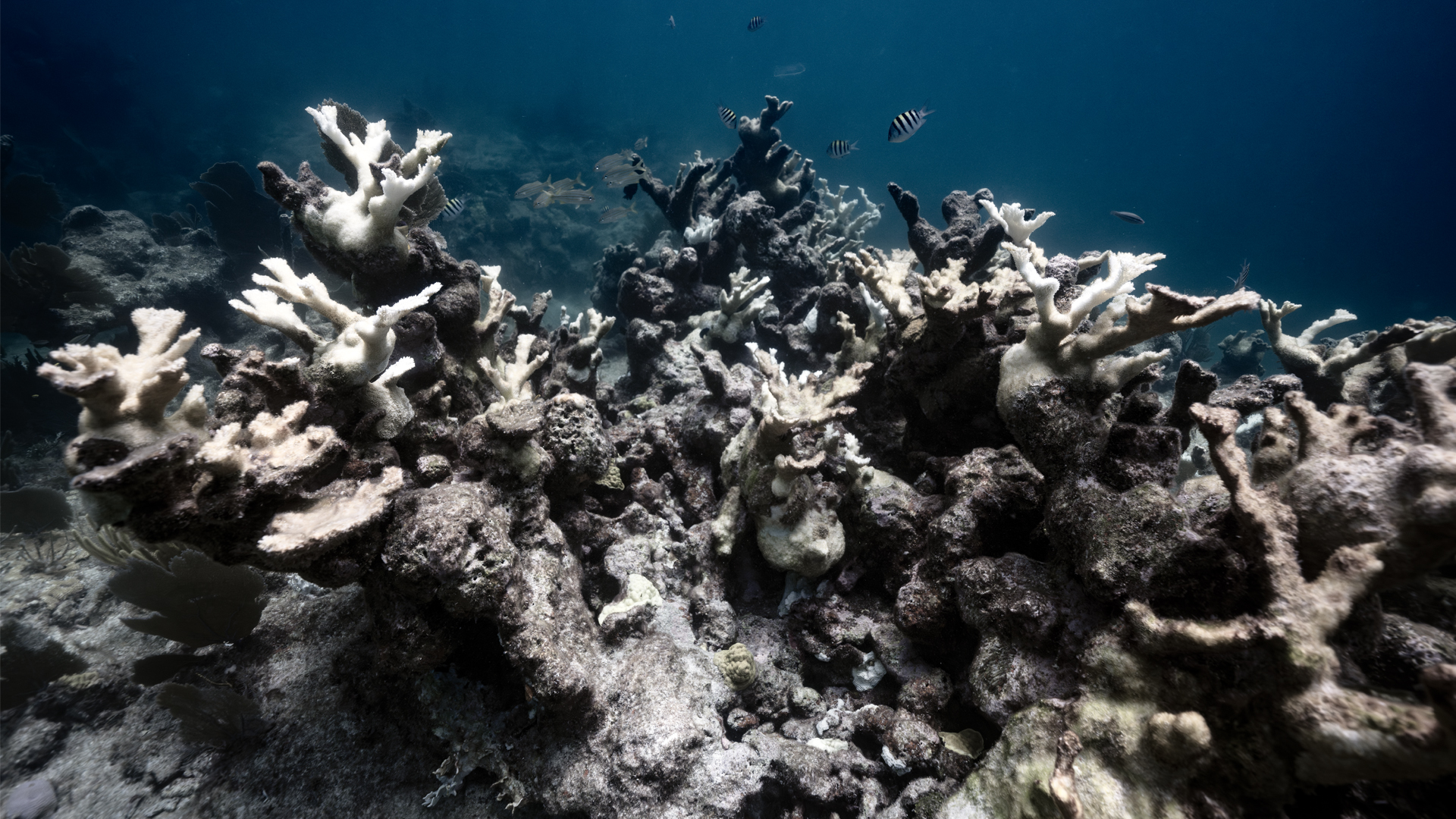 Dying coral reefs threaten Florida’s future | The Invading Sea