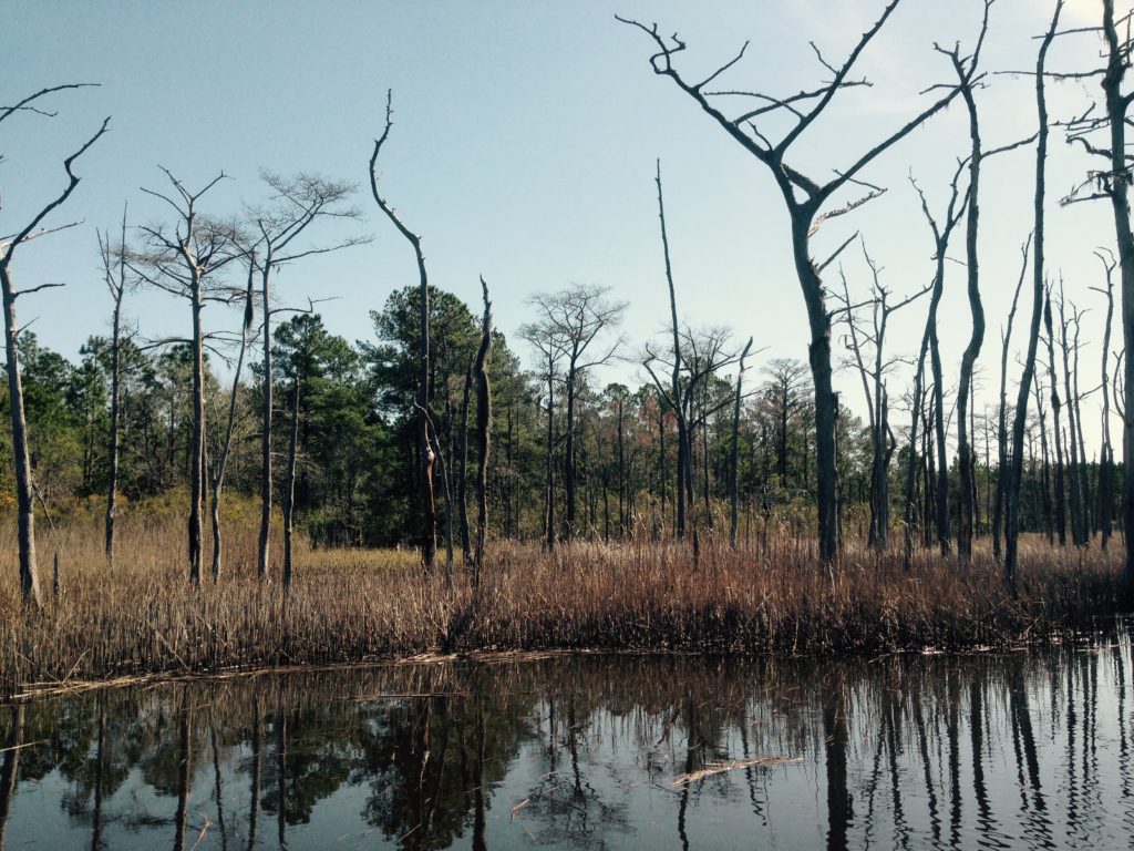 Split Oak: The Florida plans to plow a toll road through a nature ...