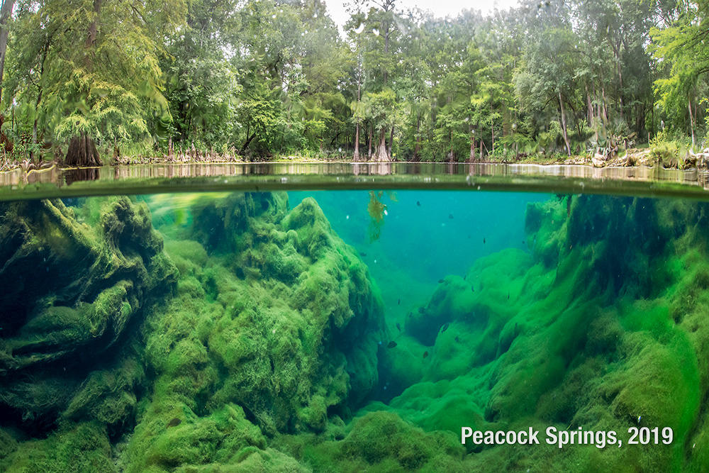 The Clean Waterways Act is not going to save Florida’s waterways; they ...