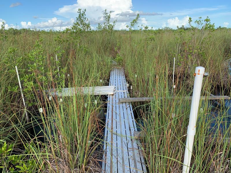 If we treasure the Everglades, we must protect its health the way we ...