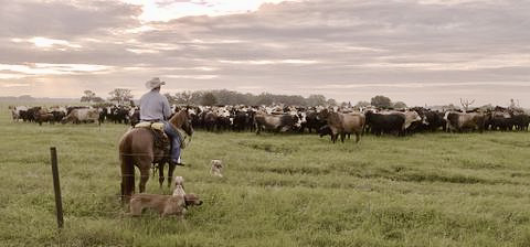 Florida’s ranches play a significant role in combatting the threats ...