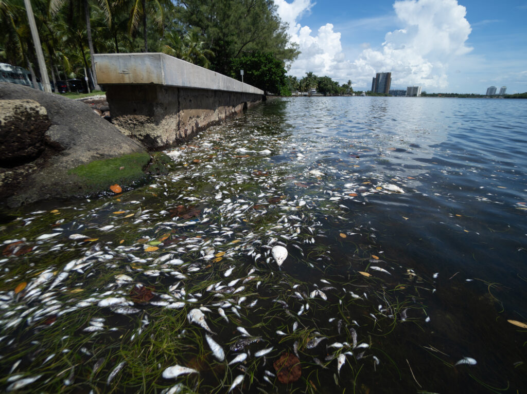 The lesson from the massive fish kill in Biscayne Bay: Everything we do ...
