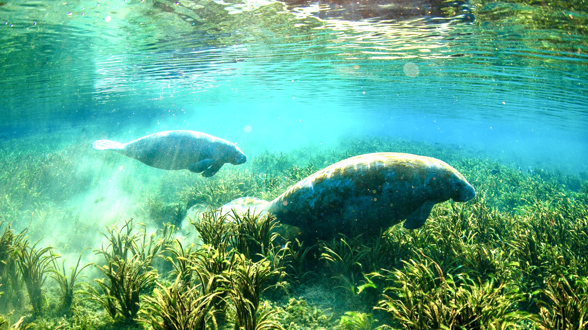 Restore the Ocklawaha River and help save the manatees | The Invading Sea