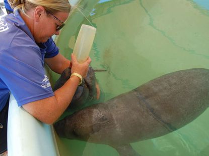 Fight to keep starving manatees alive | The Invading Sea