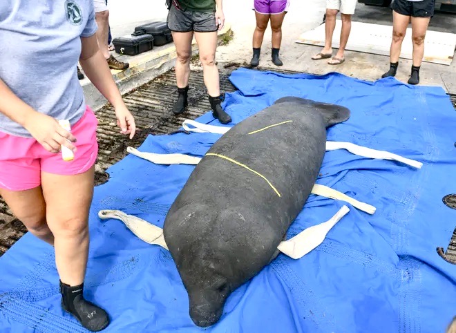 Here are three steps we can take to reduce the number of manatee deaths ...