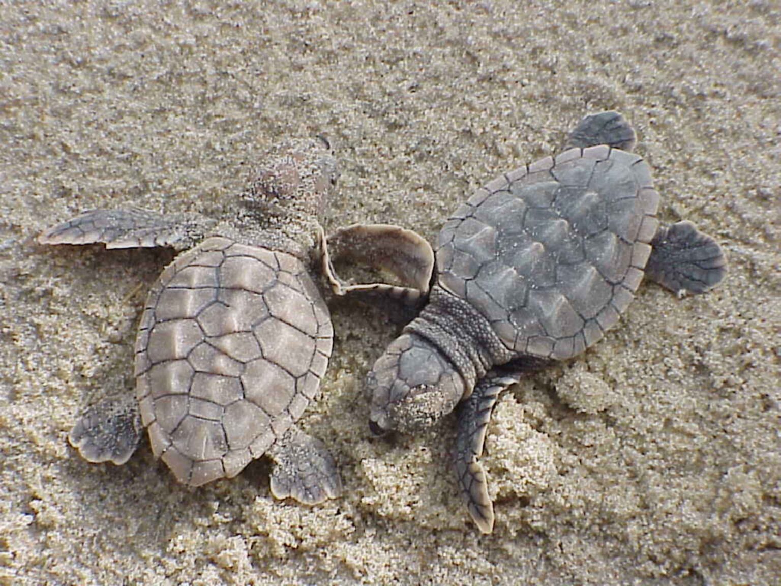 Incredible journeys: Filling in the blanks of sea turtle migrations ...