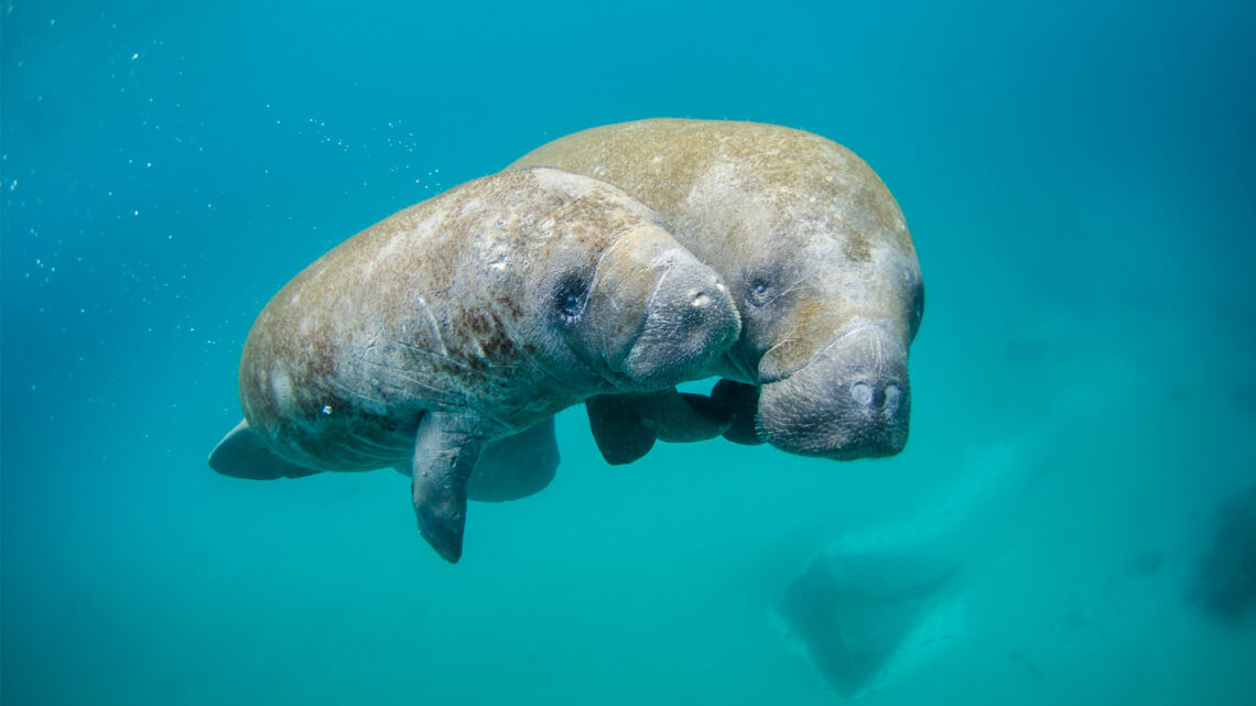 Protecting Indian River Lagoon manatees one thing, but fighting ...