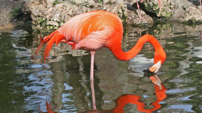 Flamingos are making a home in Florida again after 100 years – an ...