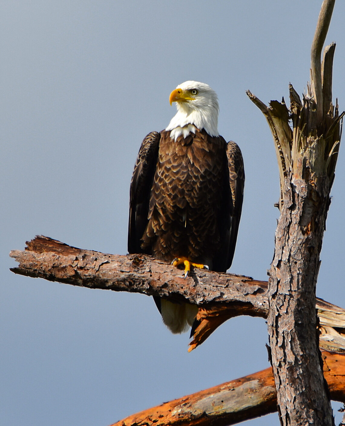 A simple walk through the woods and prairielands can help save Florida ...