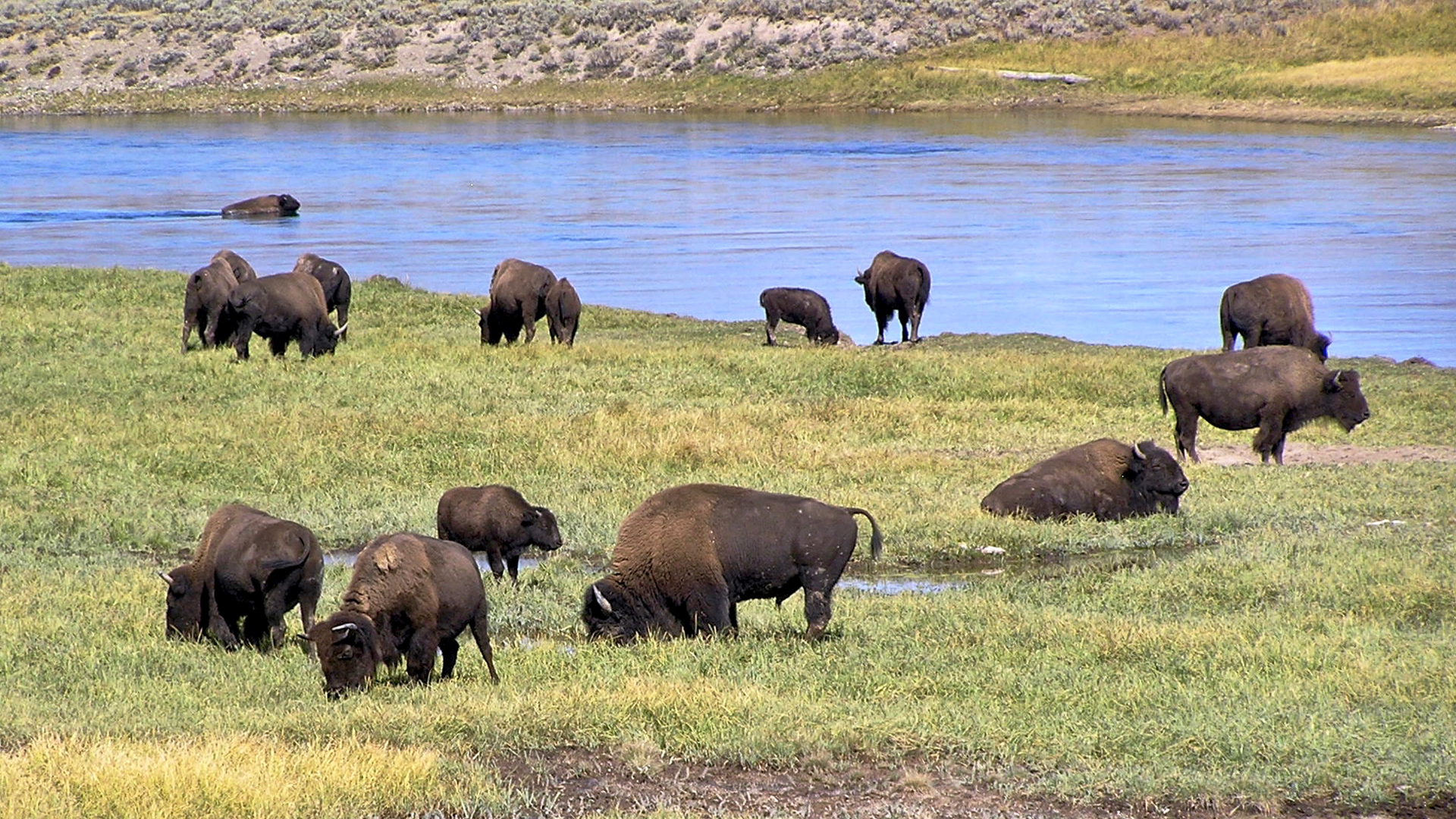 In protecting land for wildlife, size matters – here’s what it takes to ...