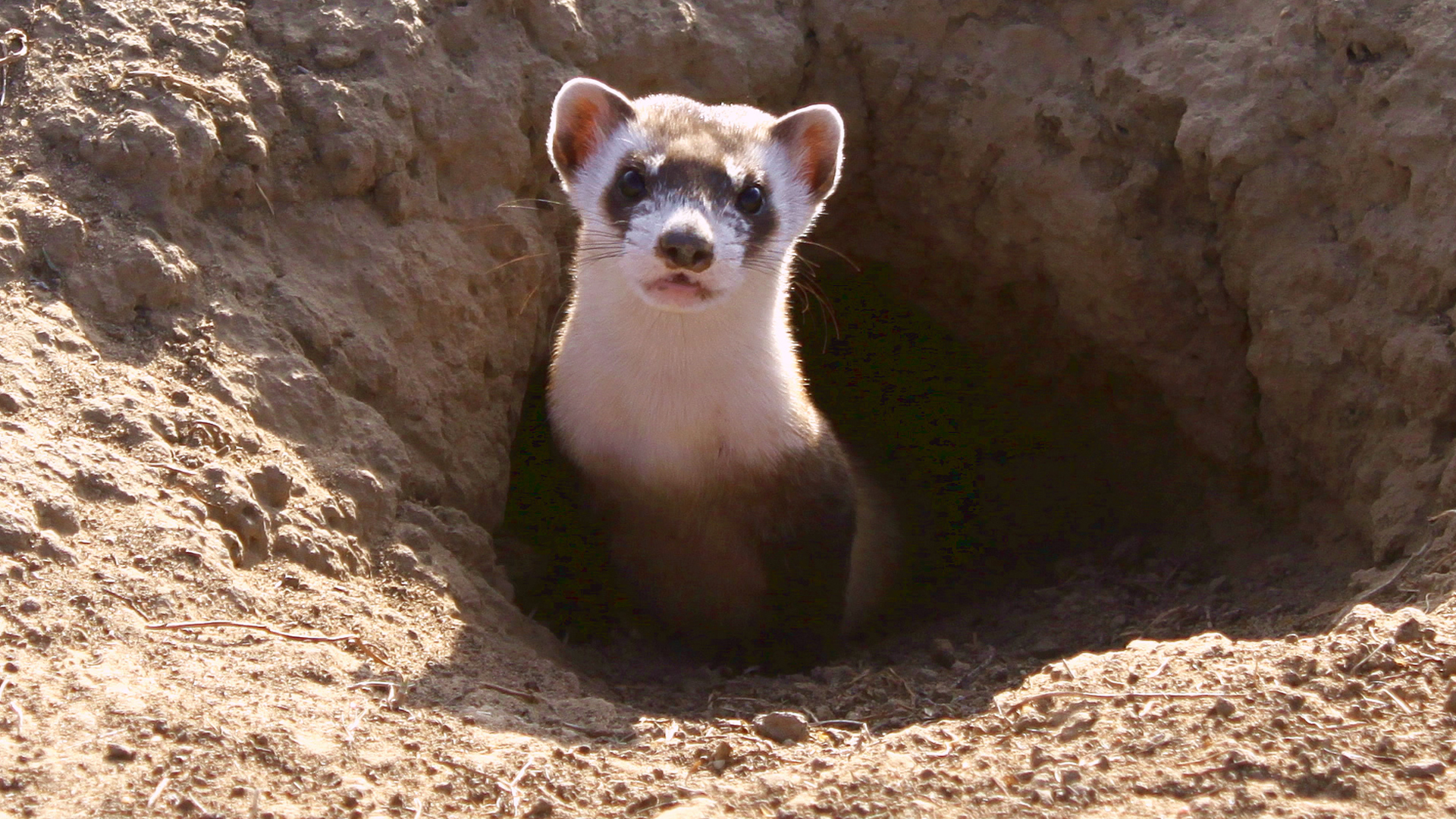 In protecting land for wildlife, size matters – here’s what it takes to ...