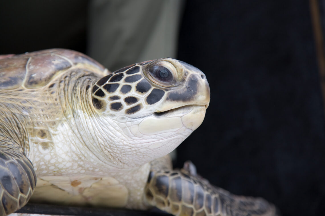 Changes at Gumbo Limbo are all about the turtles | The Invading Sea