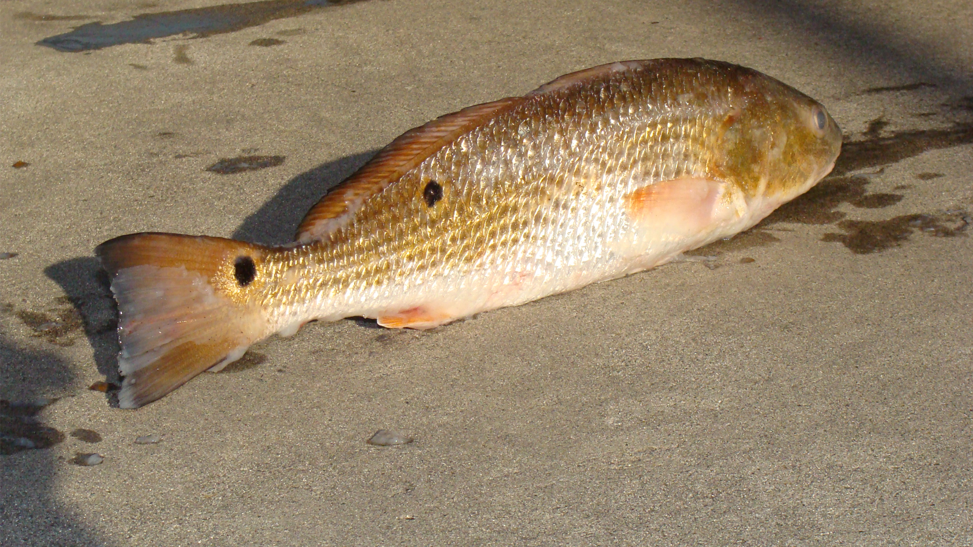 Pharmaceuticals found in popular Florida fish; scientists seeking ...