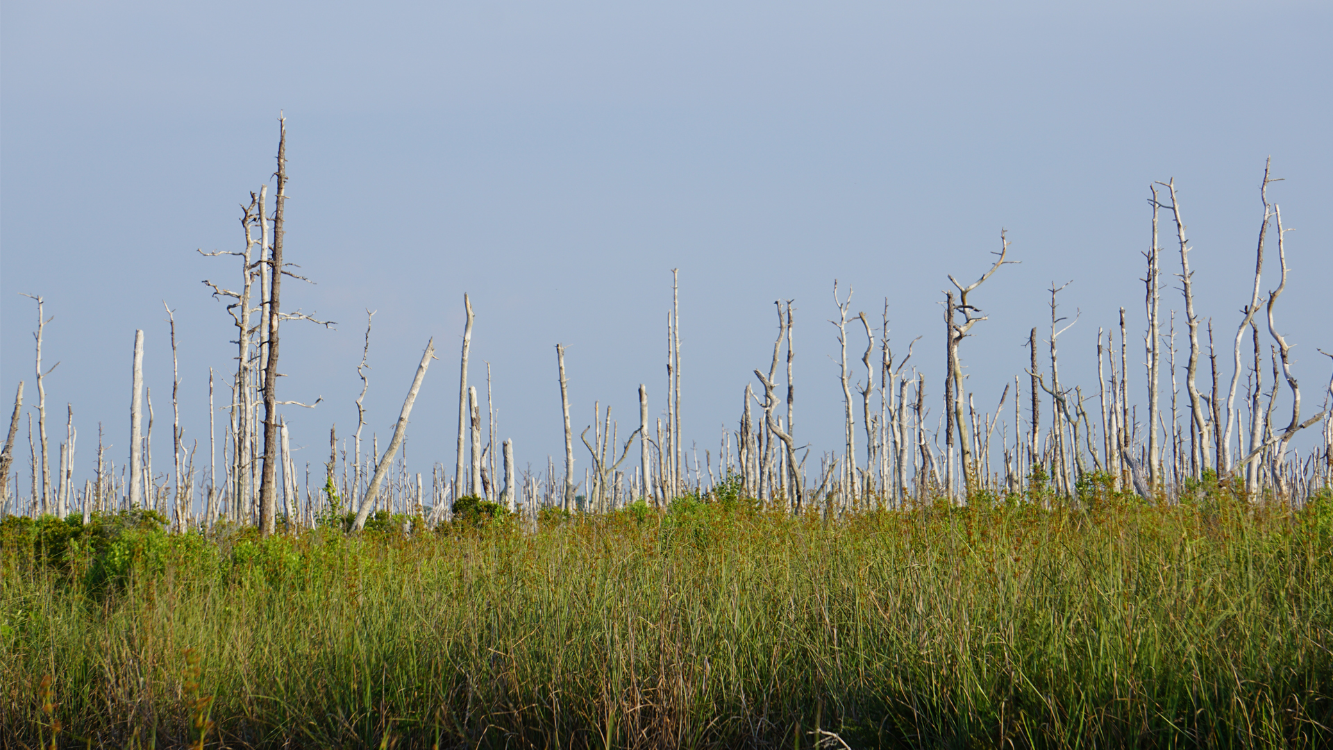 Bills on saltwater intrusion deserve greater focus | The Invading Sea
