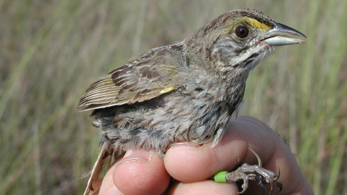 Sea-level rise could wipe out nests of endangered sparrow; radioactive ...