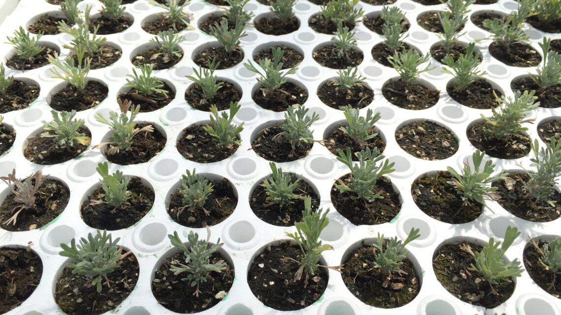 A shortage of native seeds is slowing land restoration across the US ...