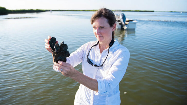 UCF is designing self-repairing oyster reefs to protect Florida’s ...