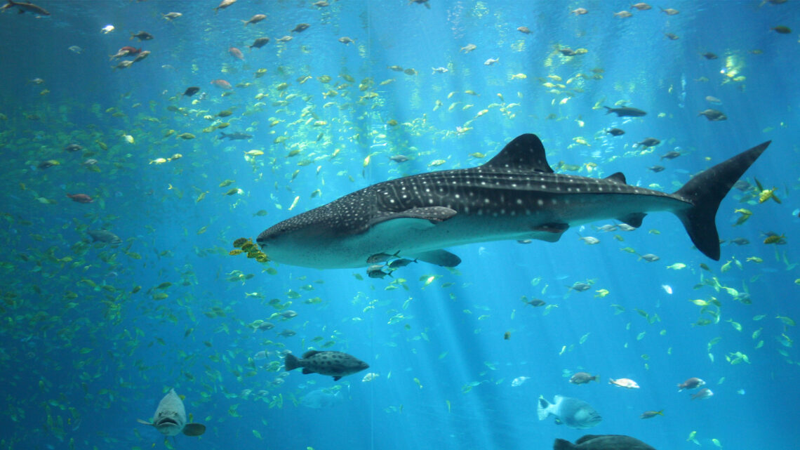 Florida’s marine parks help save endangered species | The Invading Sea