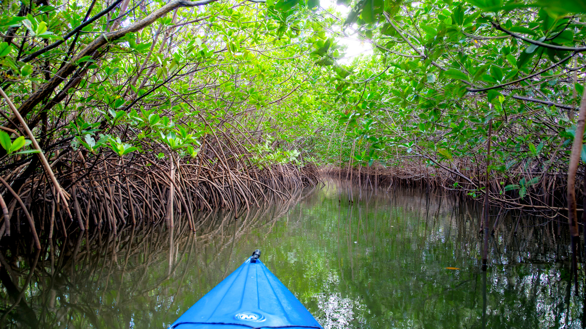 Florida must save and restore its mangrove islands | The Invading Sea
