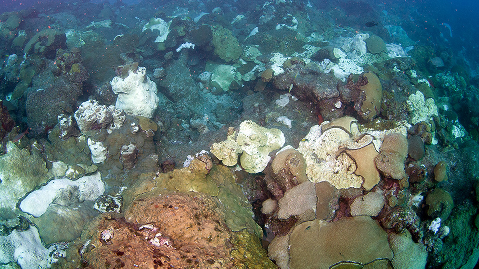 Rising ocean temps raise new concerns for coral reefs | The Invading Sea