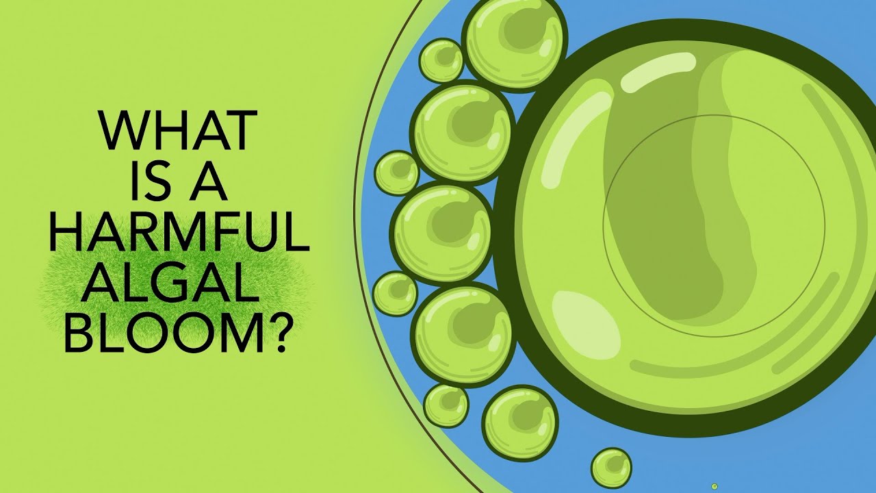 Video: What is a harmful algal bloom? | The Invading Sea