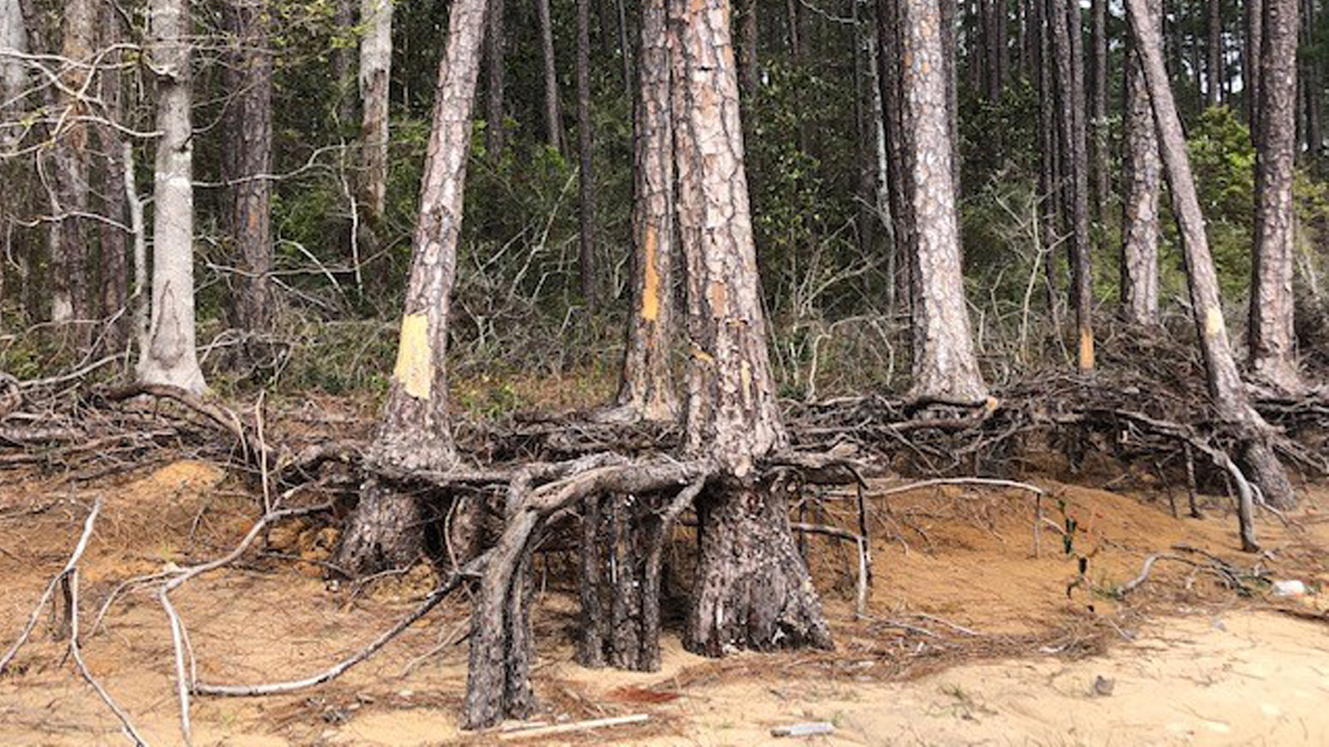 Ghost forests: Rising sea levels mean more saltwater in coastal ...