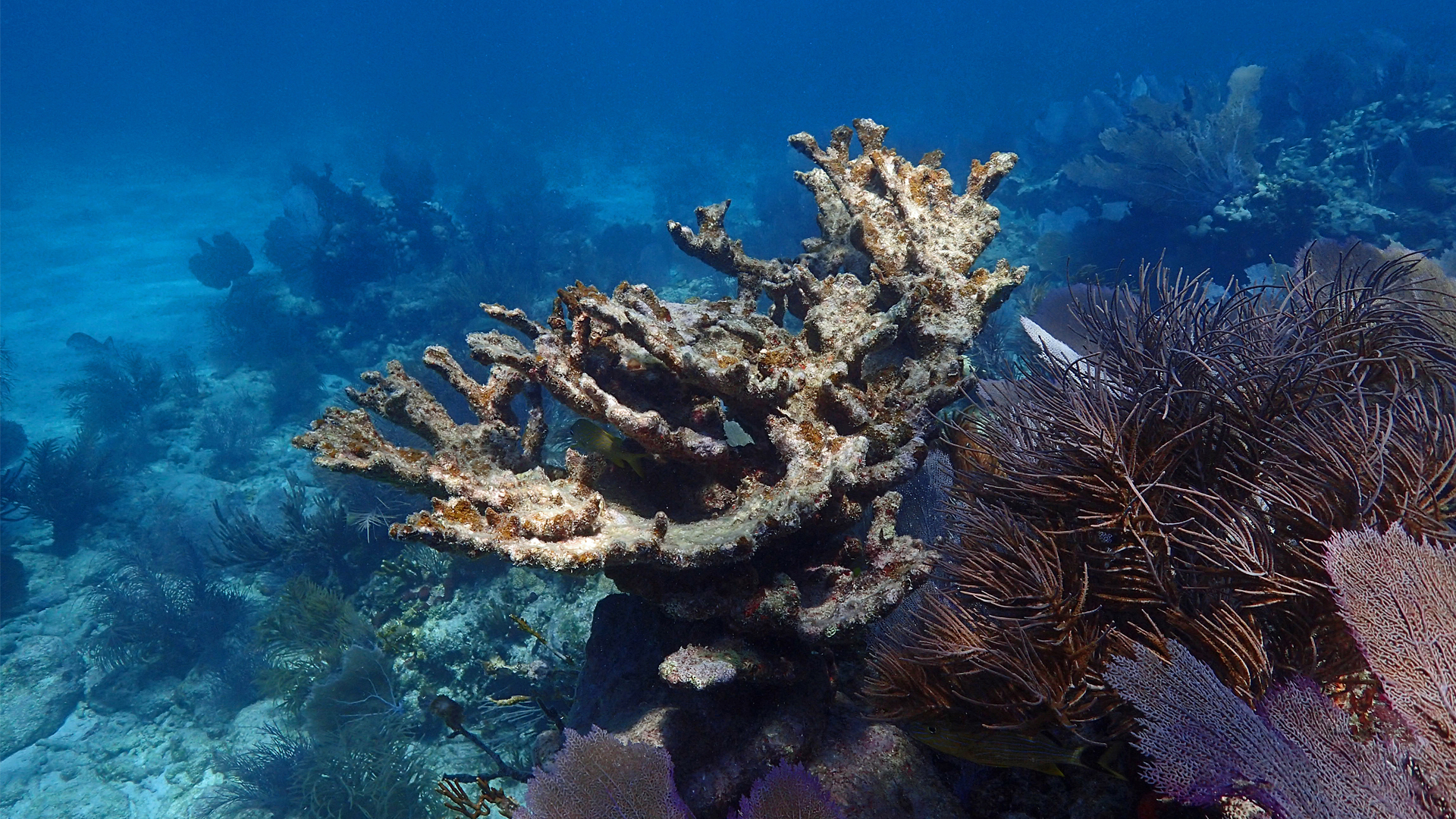 Heat-tolerant symbionts a critical key to protecting Florida’s elkhorn ...