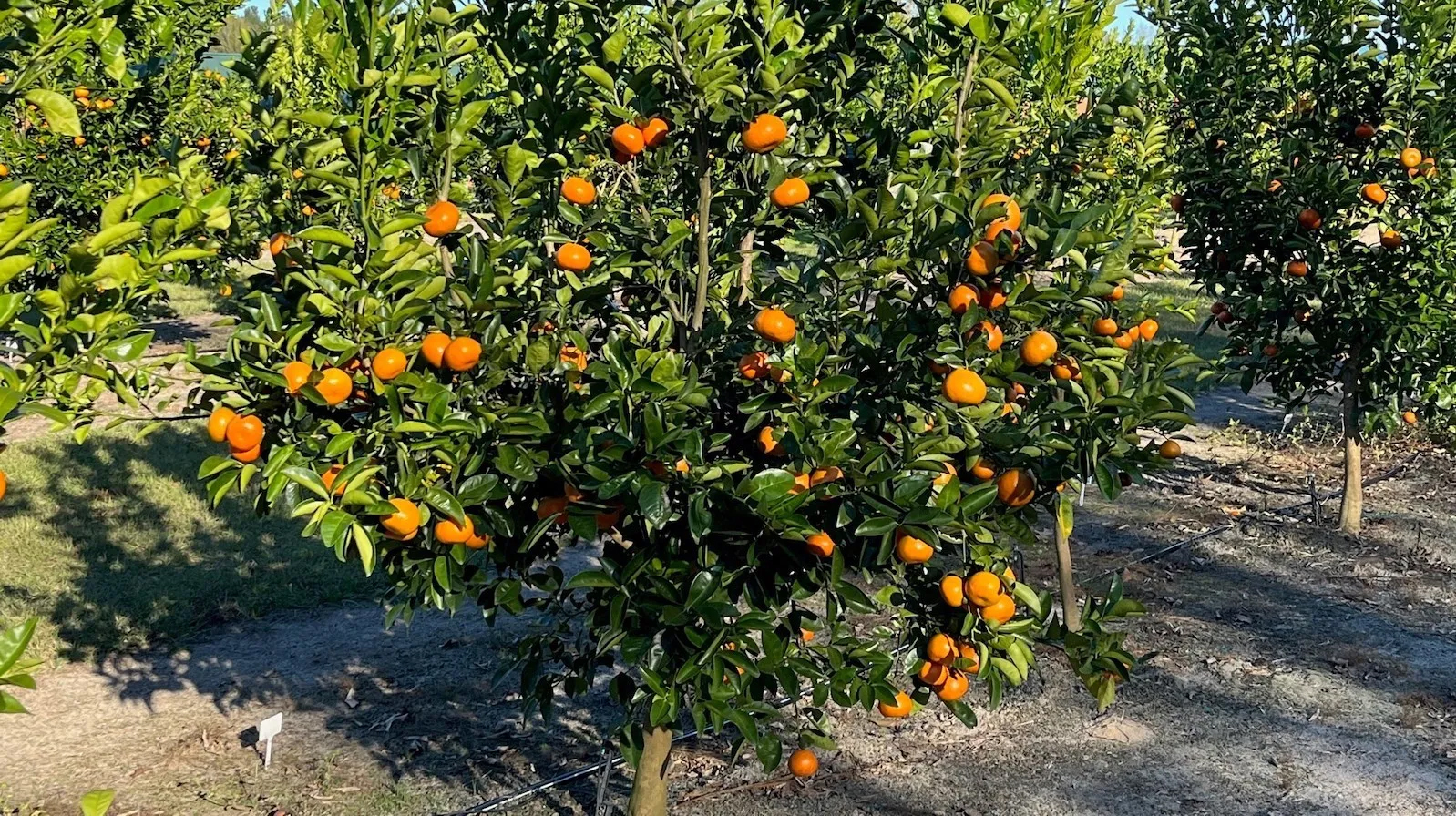 As winters warm, the citrus industry squeezes into Georgia | The ...