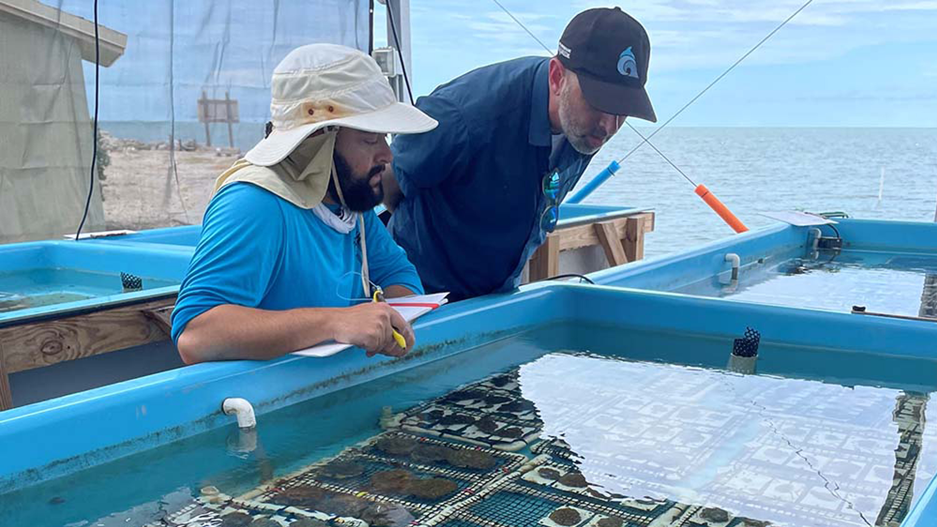 Florida Institute of Oceanography’s Keys Marine Laboratory, hosted by USF, to return rescued ...