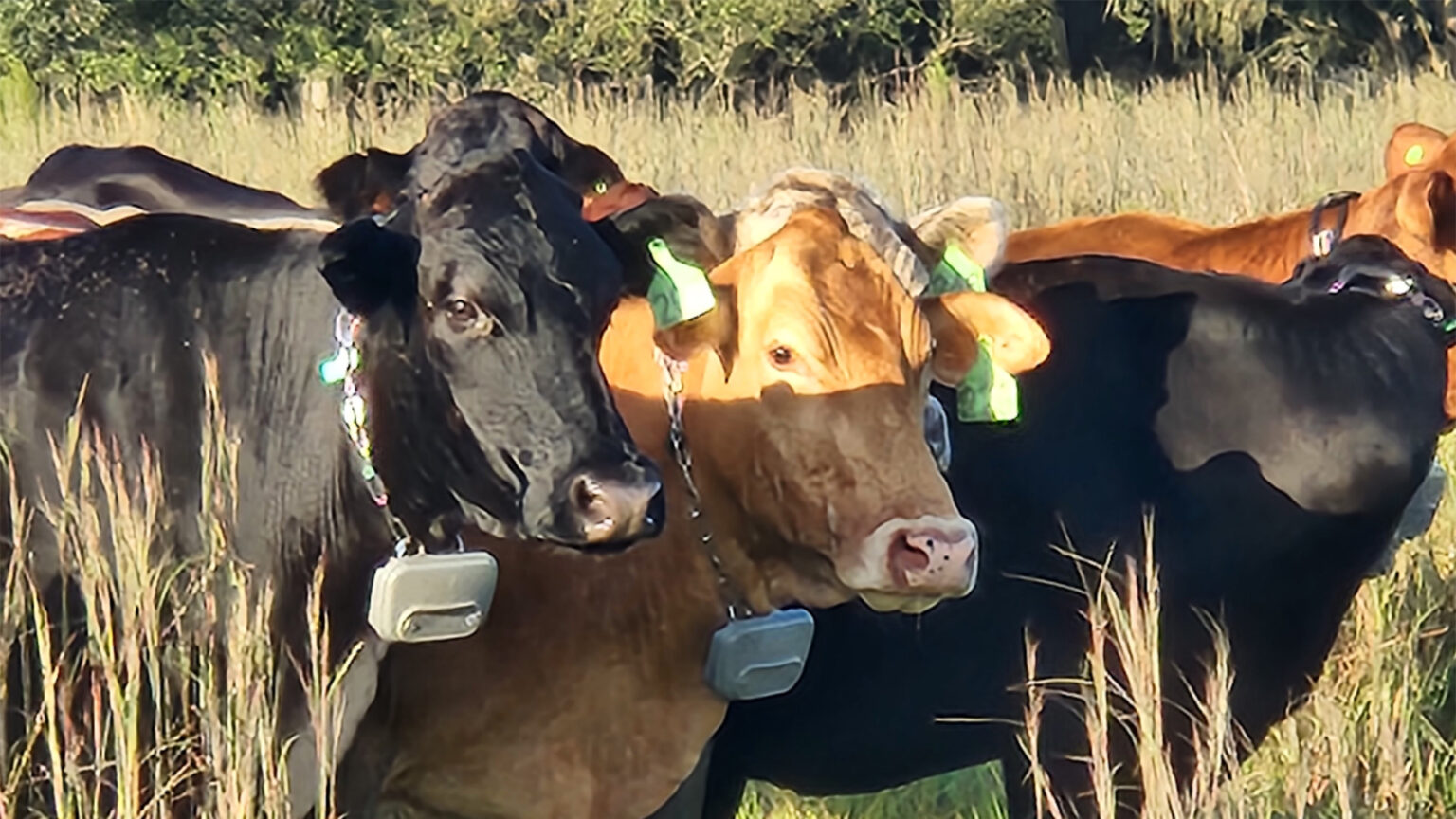 ‘Invisible fence’ keeps cattle on ranch, helps protect environment ...