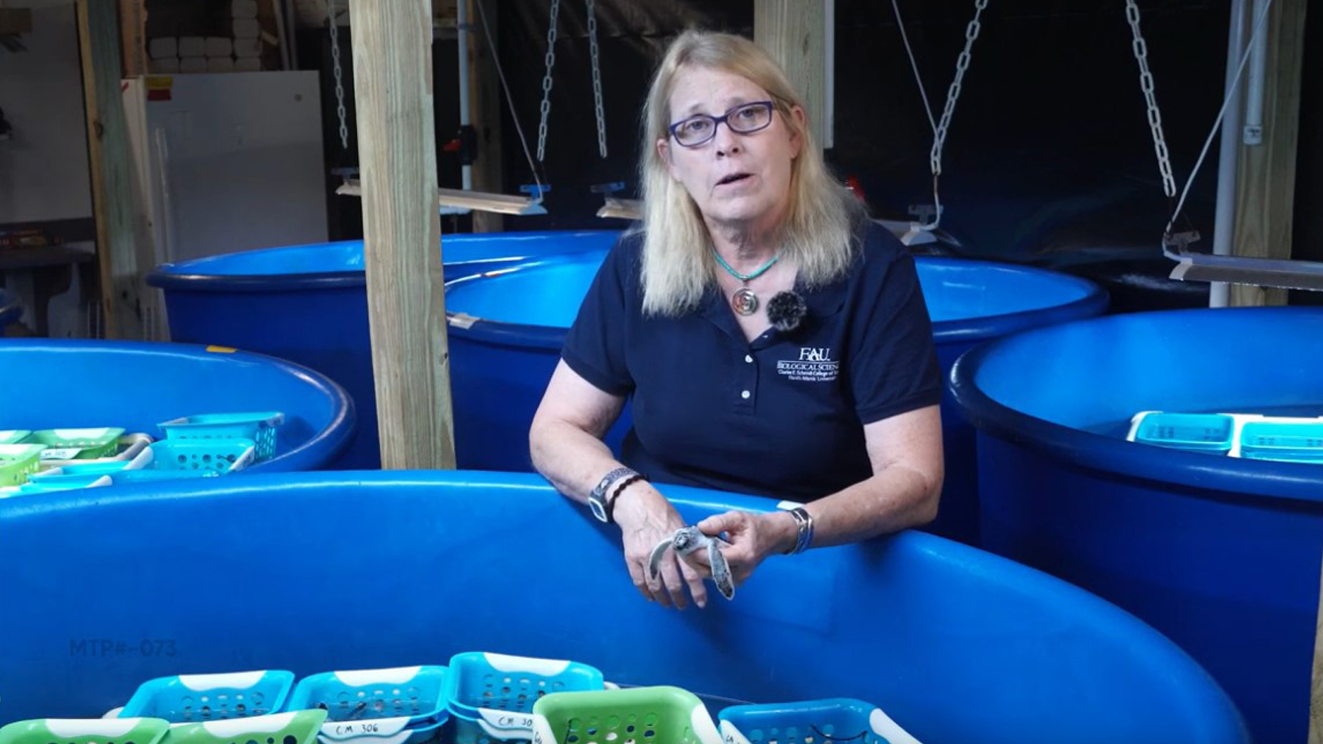 Video: The impacts of climate change on sea turtles | The Invading Sea