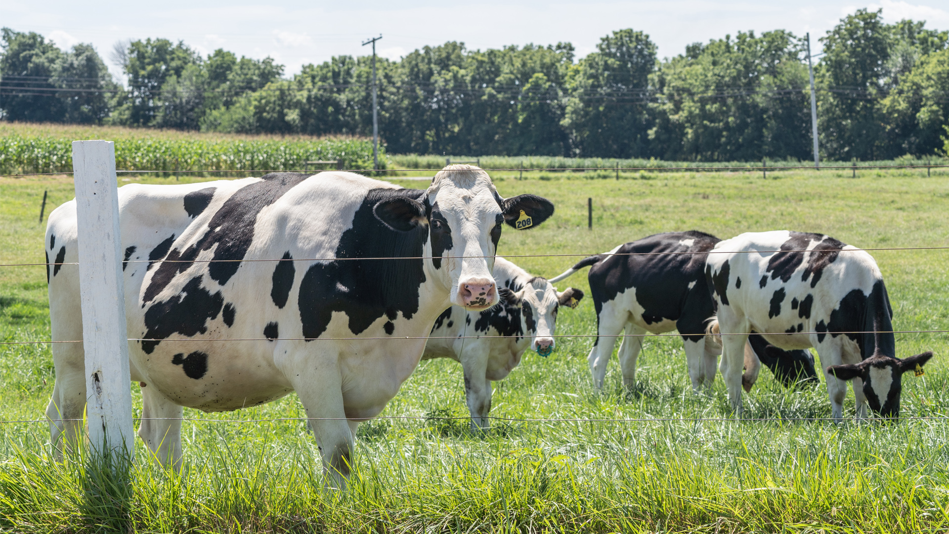 UF researcher receives grant to reduce methane emissions from livestock ...