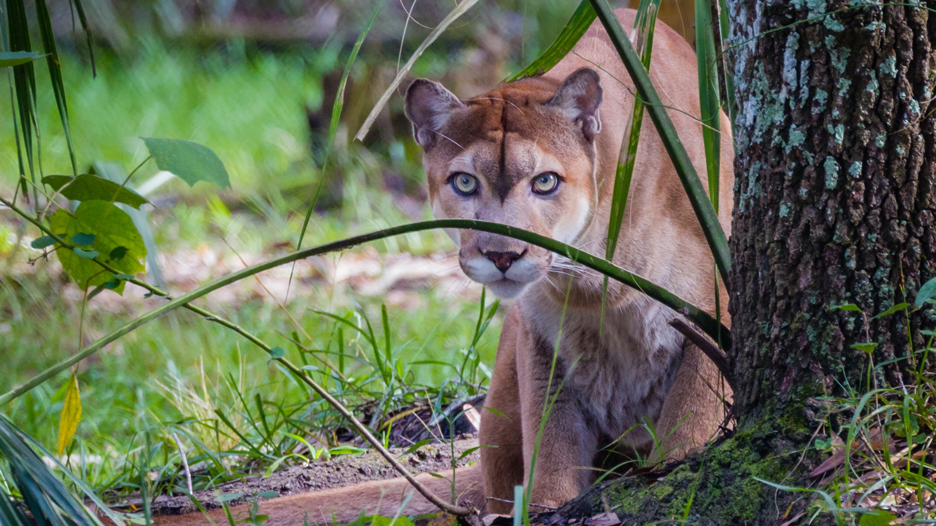Florida panthers and black bears need a literal path for survival ...