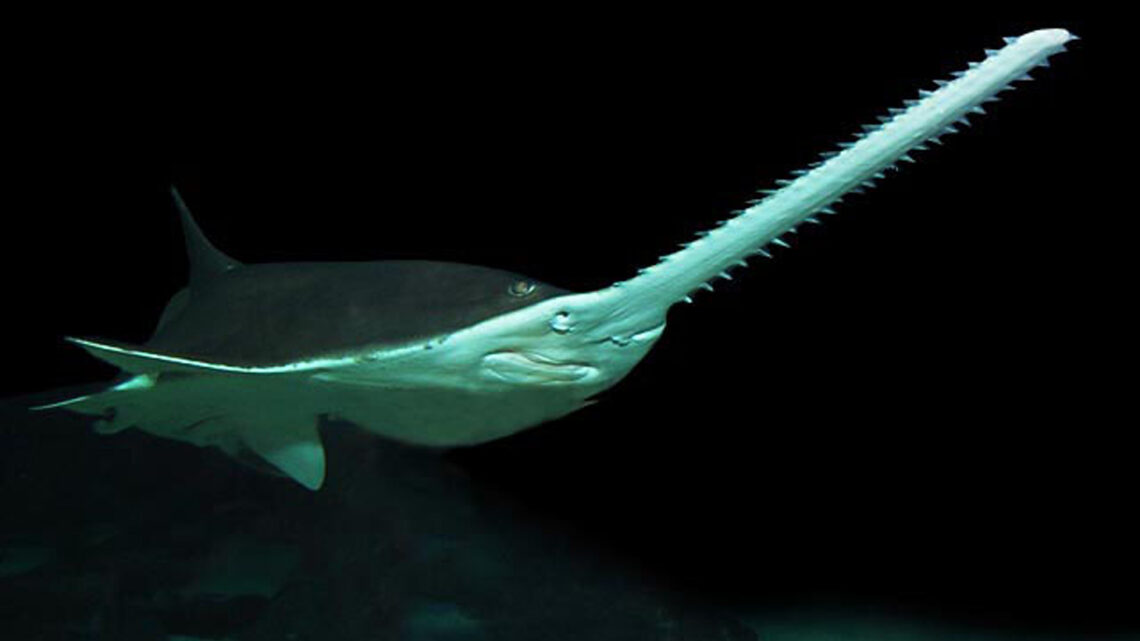 Unusual fish kill in Keys claims endangered sawfish; Florida bills ...