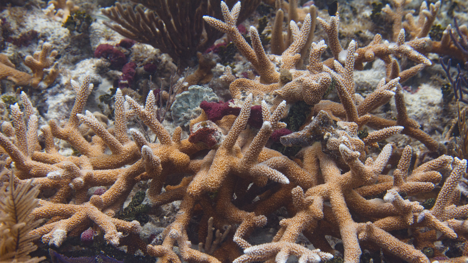 New technique may help scientists stave off coral reef collapse | The ...