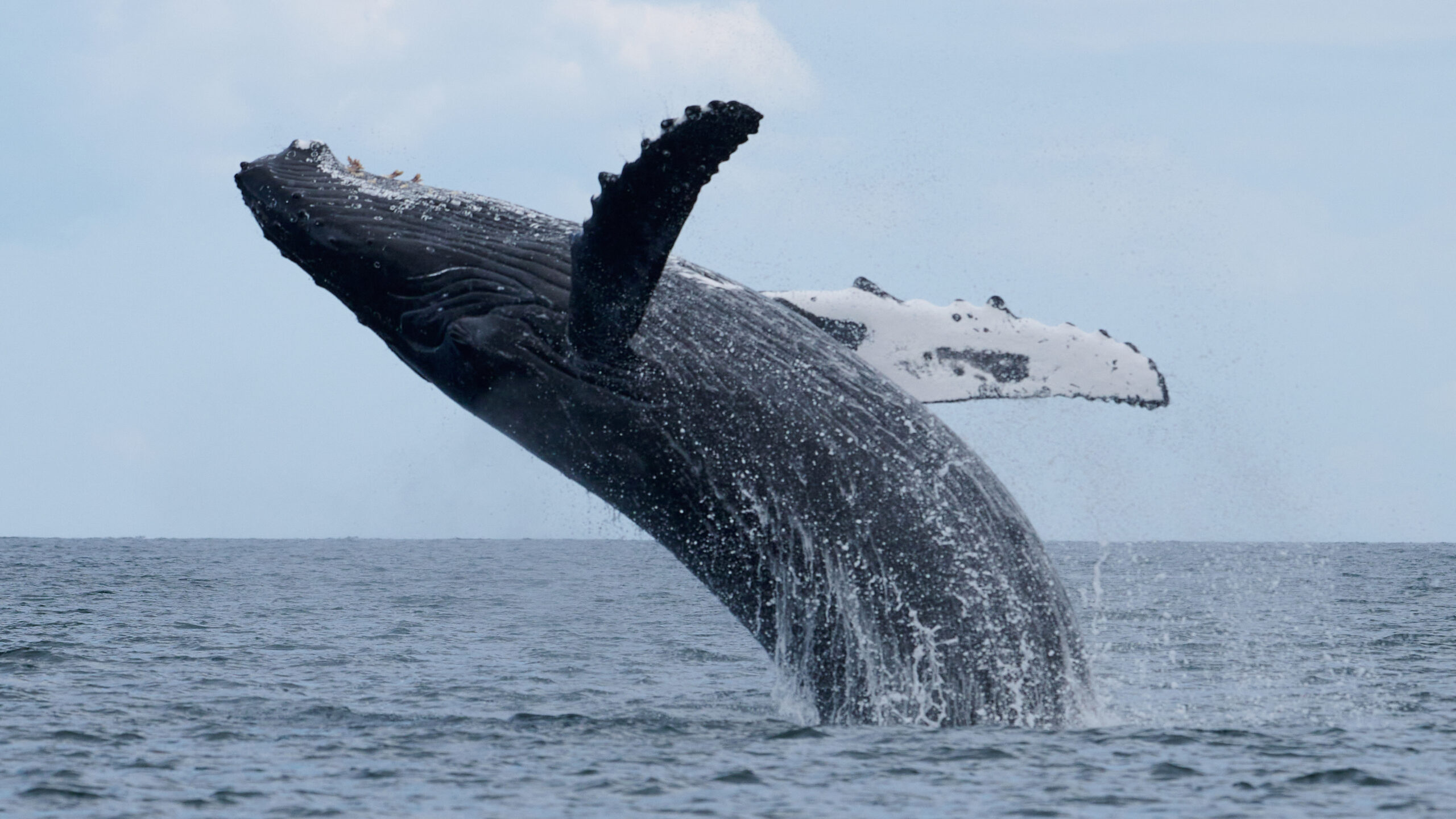 Loss of whales means a hotter, more dangerous planet | The Invading Sea
