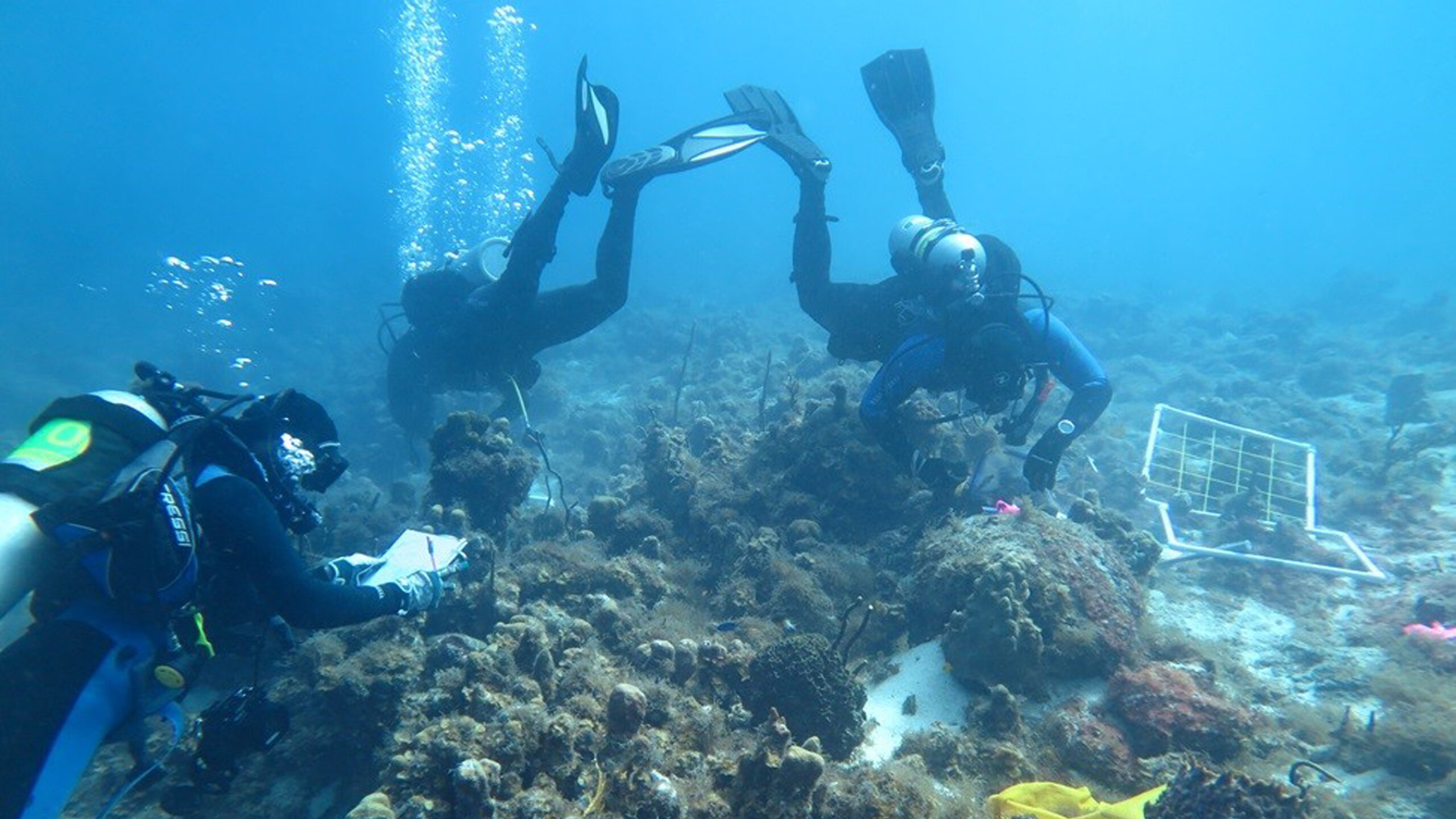 Study explores the resilience of coral reef sponge populations after ...