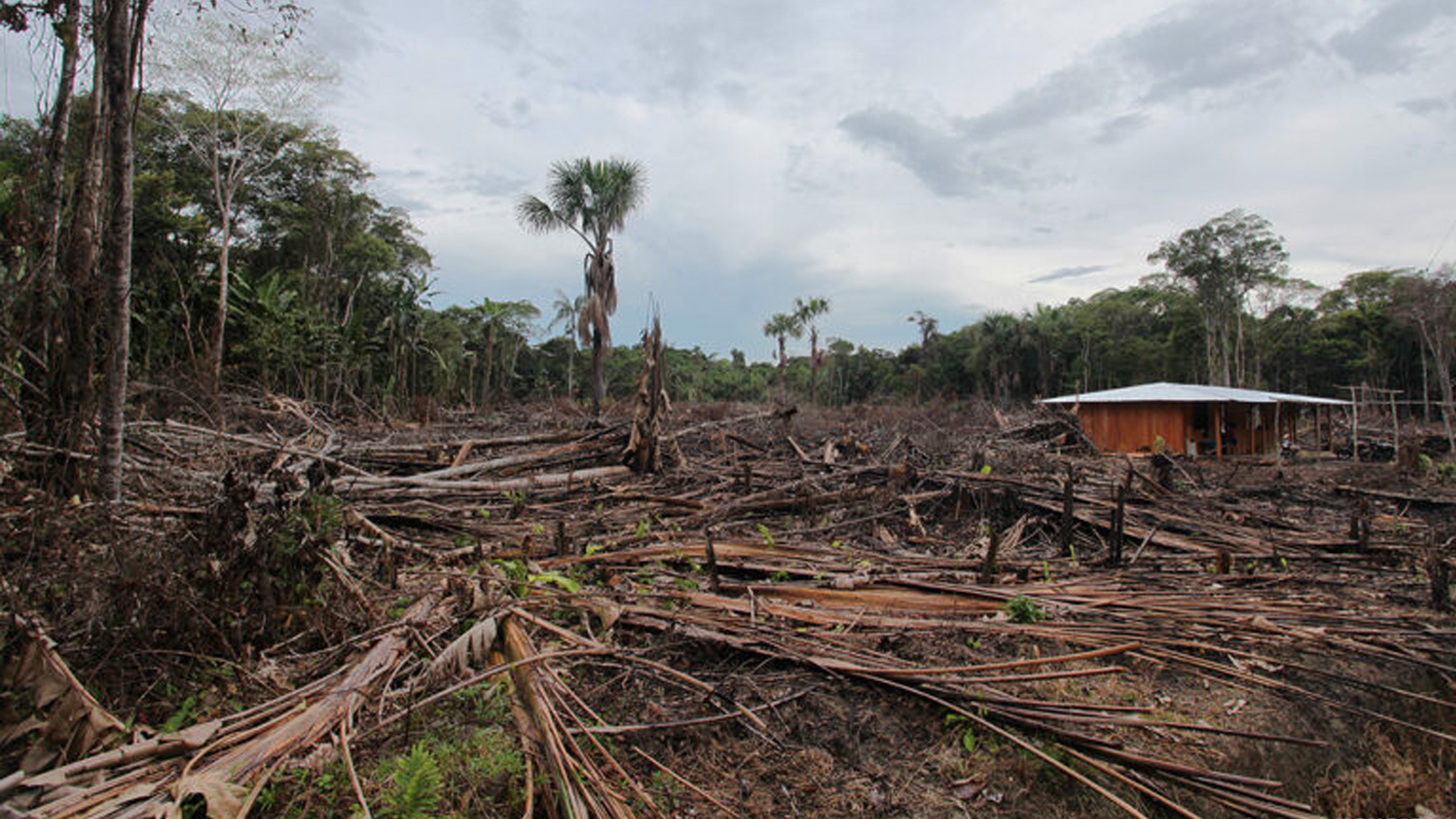 Tropical forest loss puts target of zero deforestation by 2030 further ...