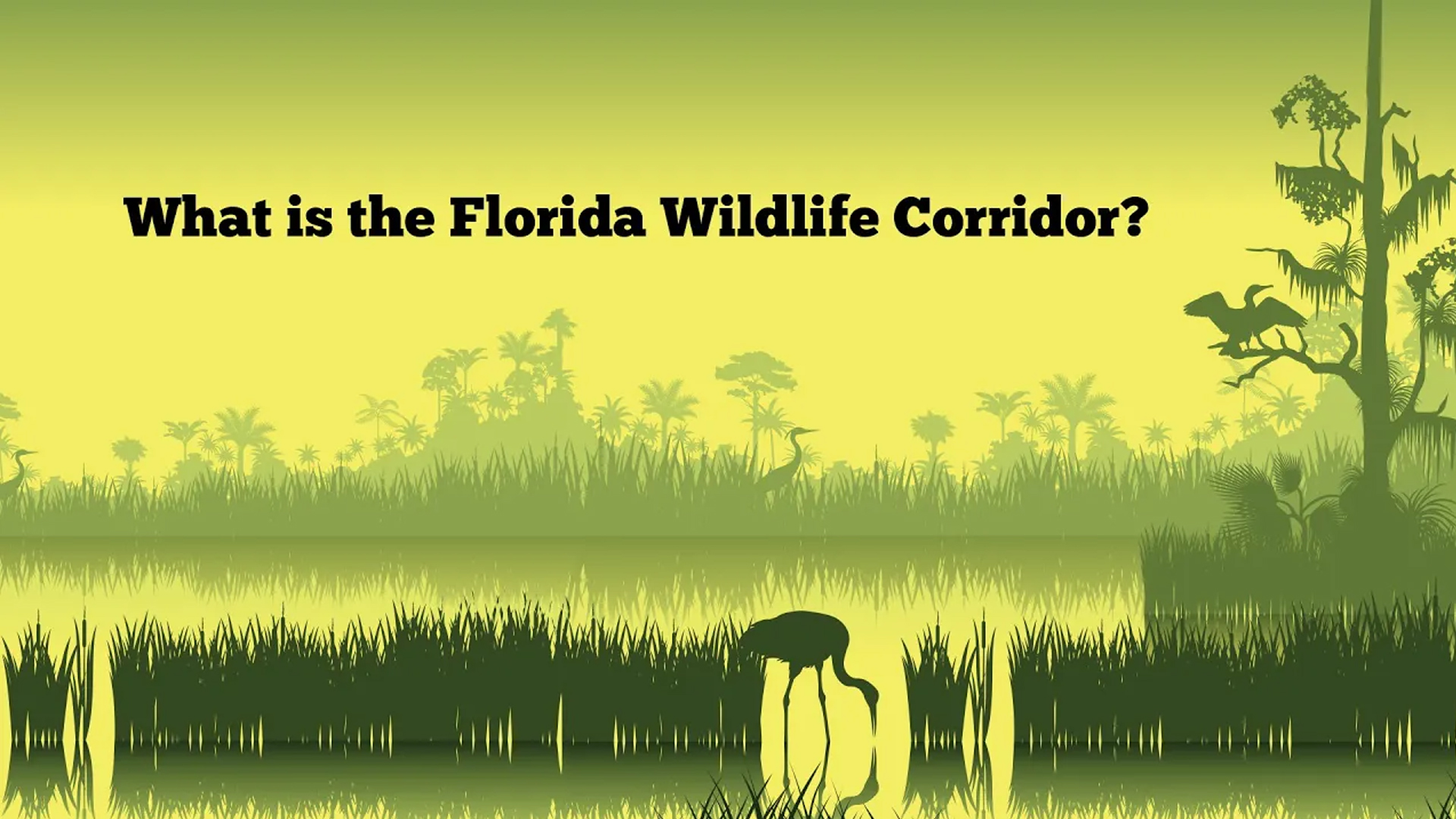 Video: What is the Florida Wildlife Corridor? | The Invading Sea
