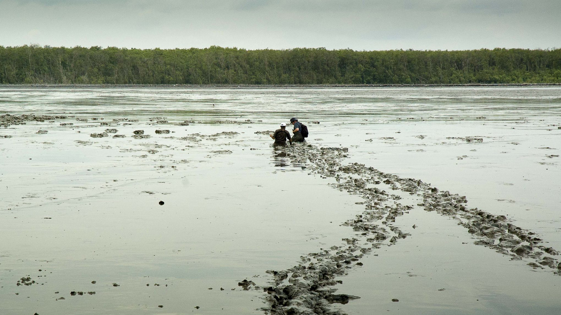 Humans shape the journey of mud, study reveals | The Invading Sea