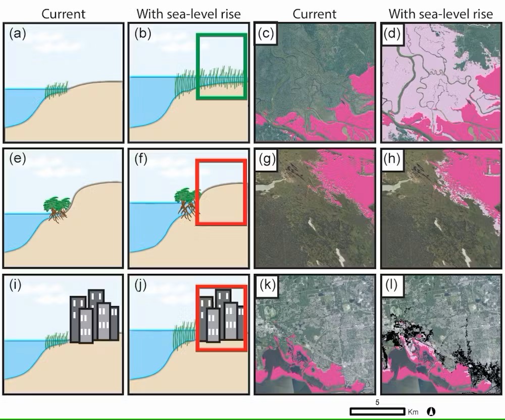 Coastal wetlands can’t keep pace with sea-level rise, and ...