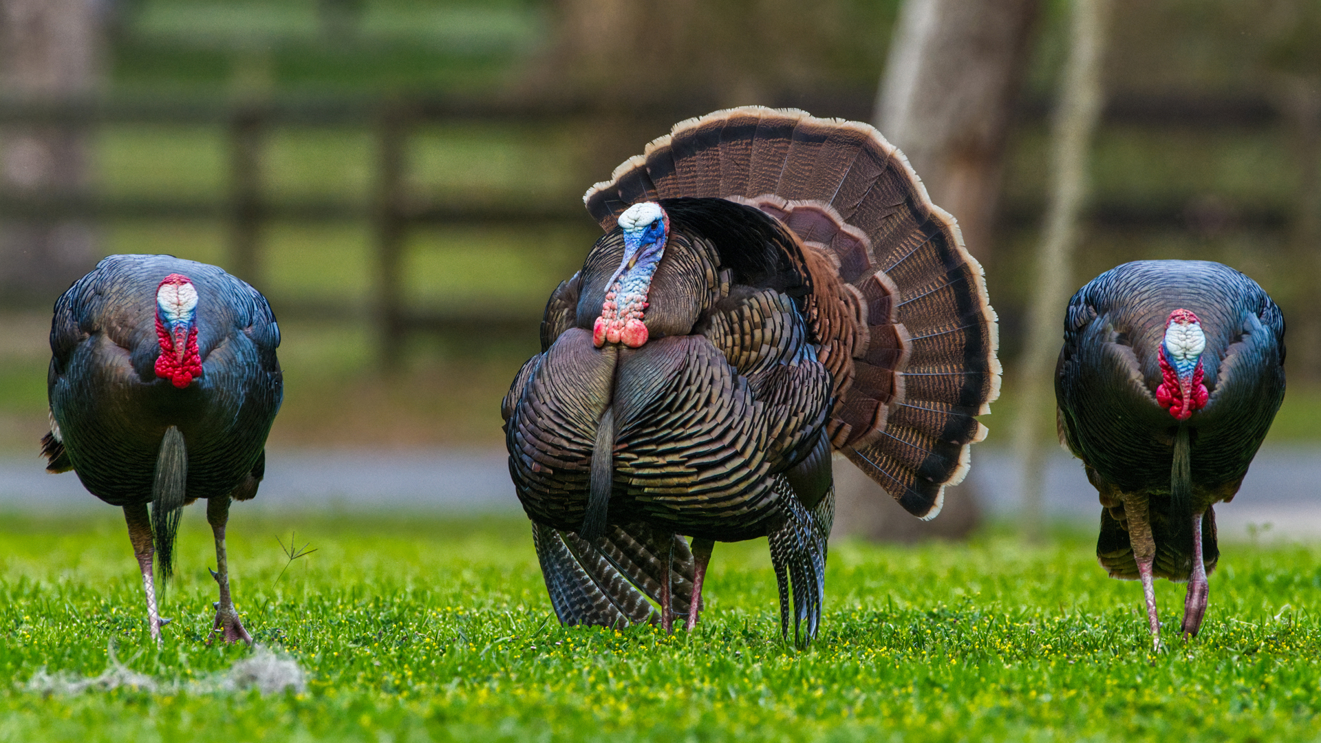 Wild turkey numbers are falling in some parts of the US – the main ...