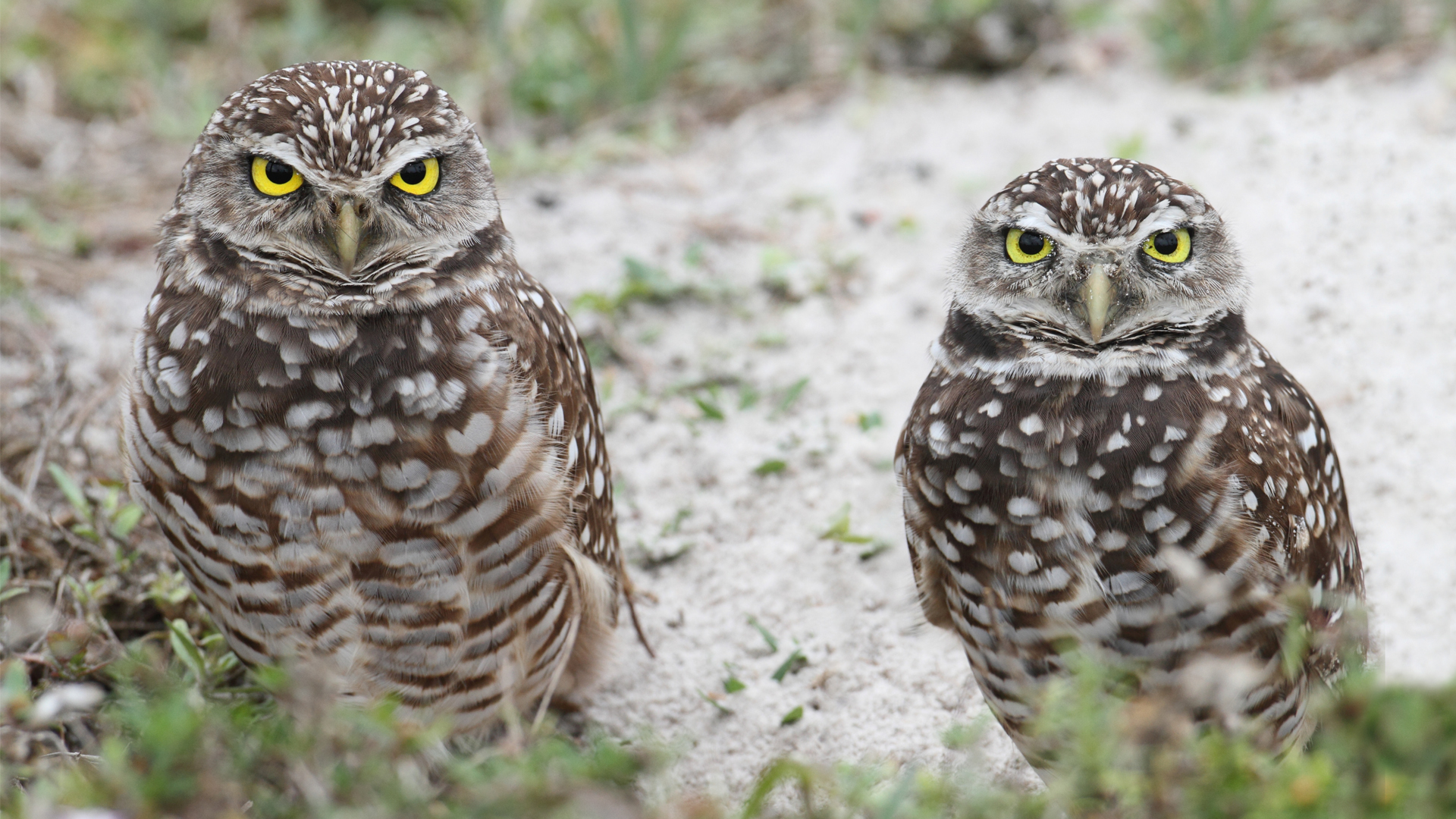 Video: FAU's mascot faces threats in real life from habitat loss | The ...