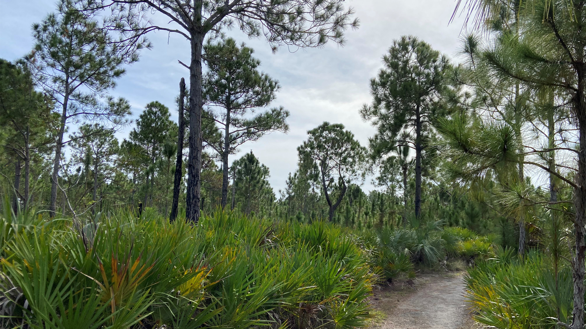 Protecting Miami’s pine rocklands strengthens ecosystems, communities ...