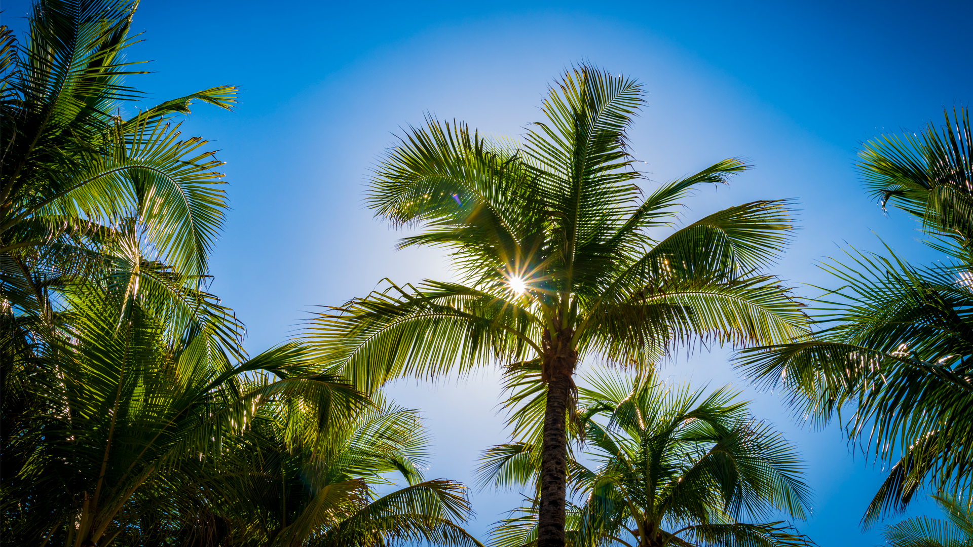 Investments in Miami-Dade’s tree canopy are taking root | The Invading Sea
