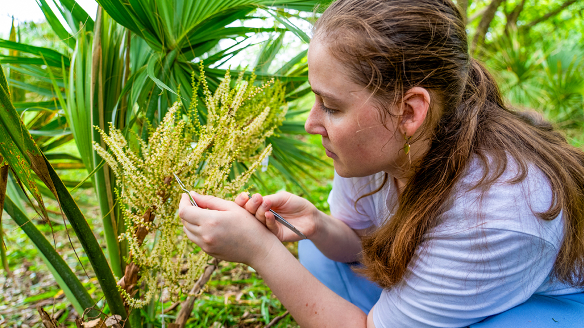 Uncovering new insights about native palms | The Invading Sea