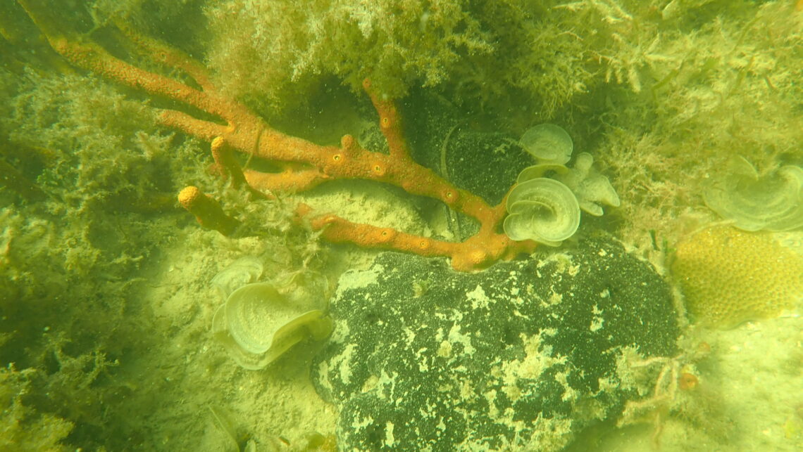 UF experts warn of potential peril caused by ocean acidification | The ...