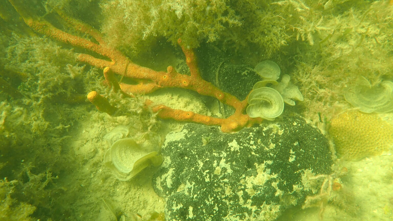 UF experts warn of potential peril caused by ocean acidification | The ...